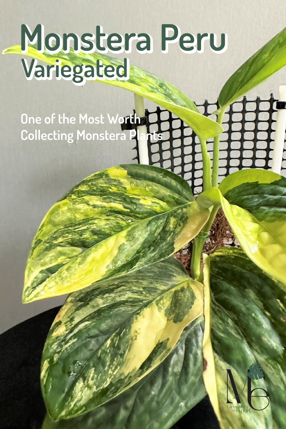“Monstera Peru Variegated”, One of the Most Worth Collecting Monstera ...
