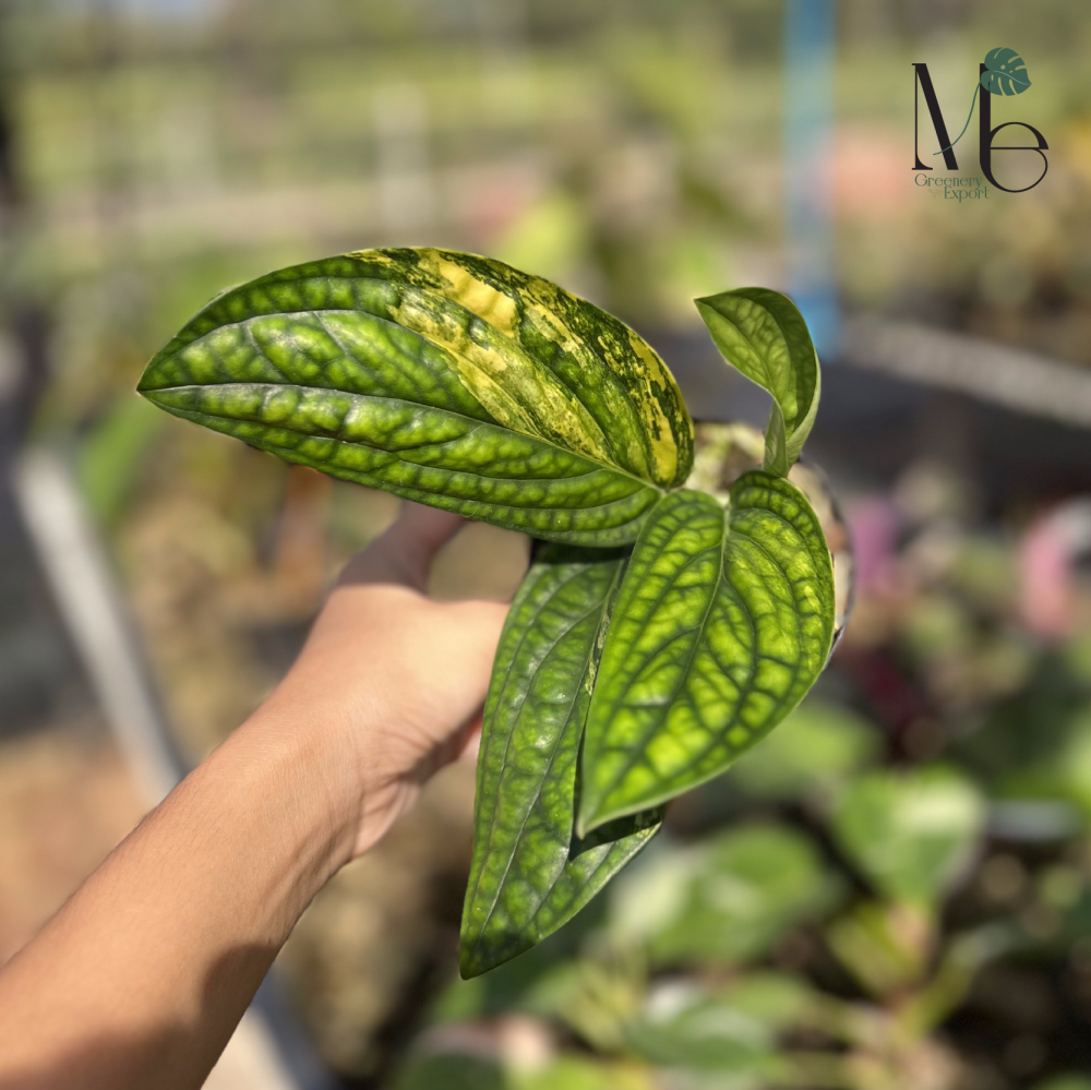 “Monstera Peru Variegated”, One of the Most Worth Collecting Monstera ...