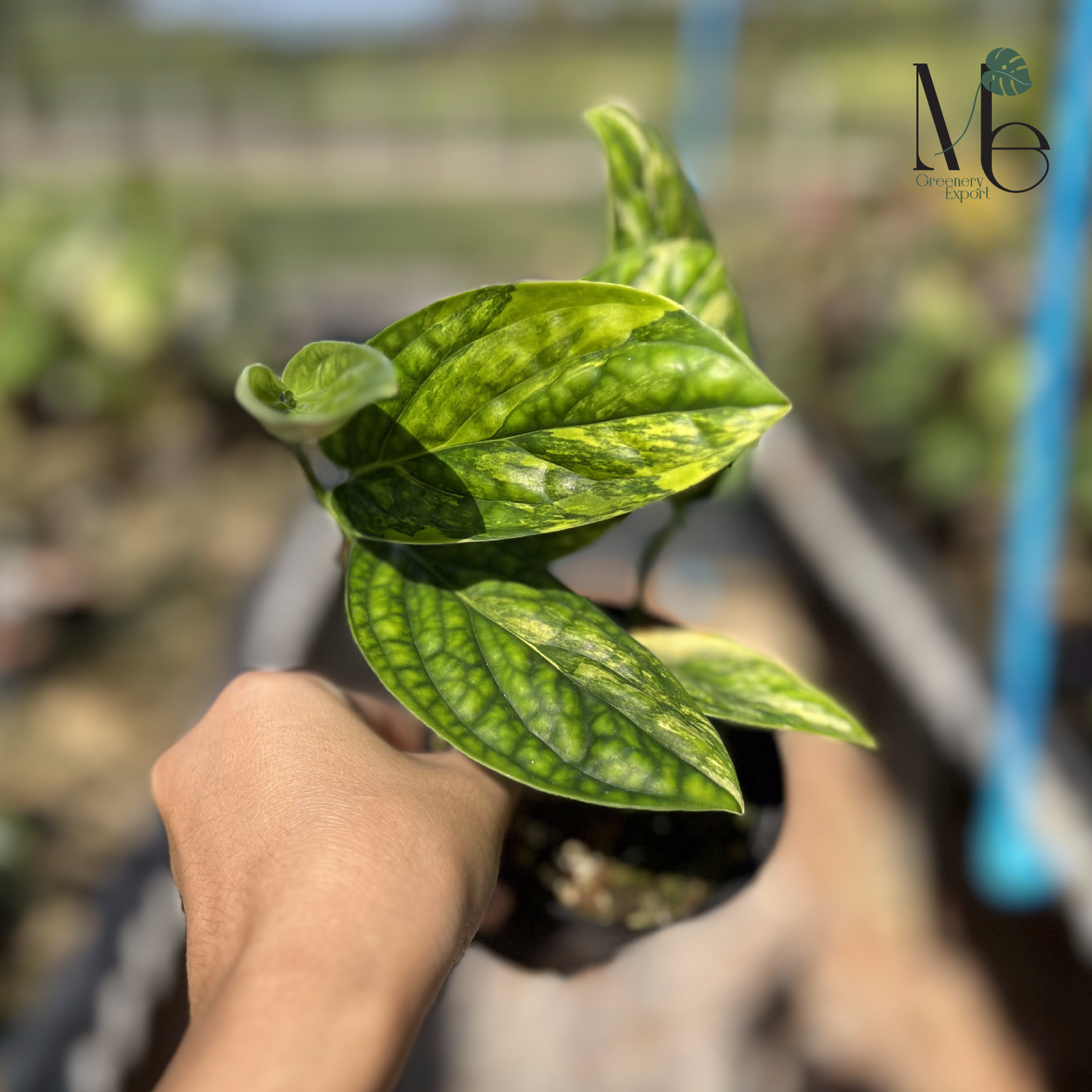 “Monstera Peru Variegated”, One of the Most Worth Collecting Monstera ...