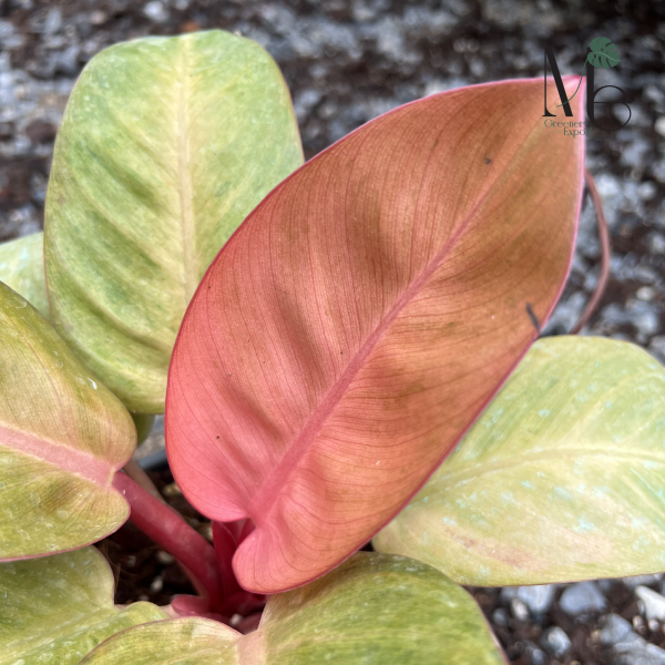 3 Reasons Why You Should Plant “Philodendron Red Congo Mint”