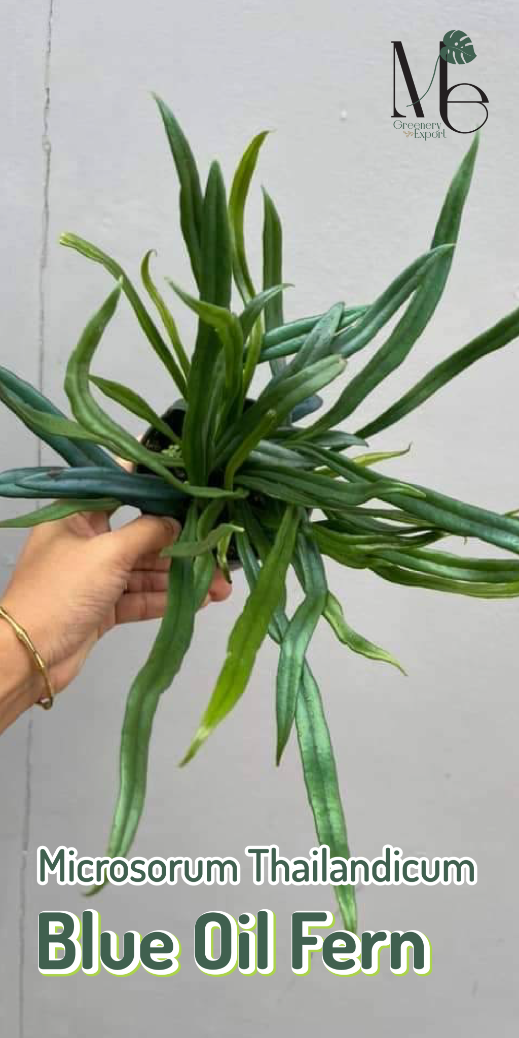 Microsorum Thailandicum ‘Blue Oil Fern’, One of the Best-selling Ferns ...