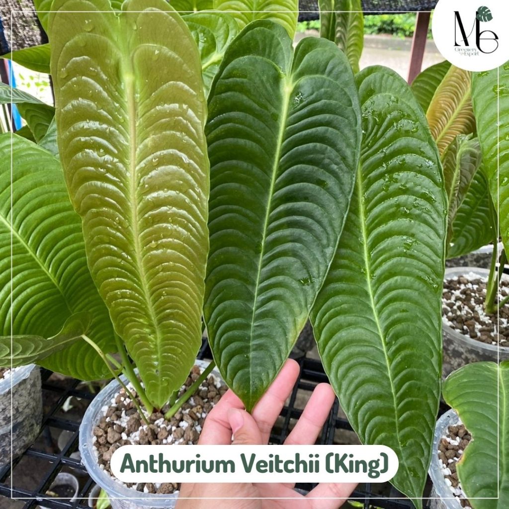 Anthurium Veitchii Super Narrow (King Super Narrow)