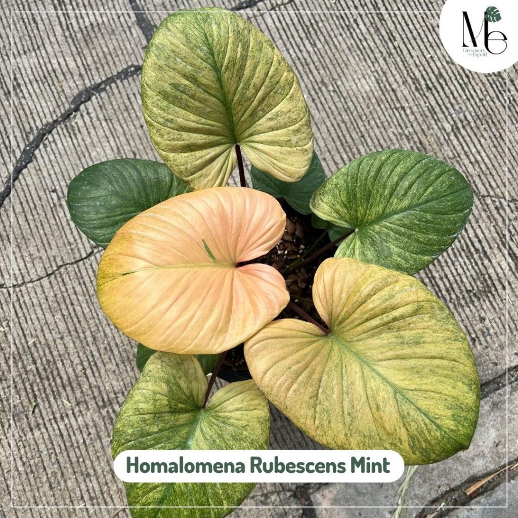 Homalomena Rubescens Mint