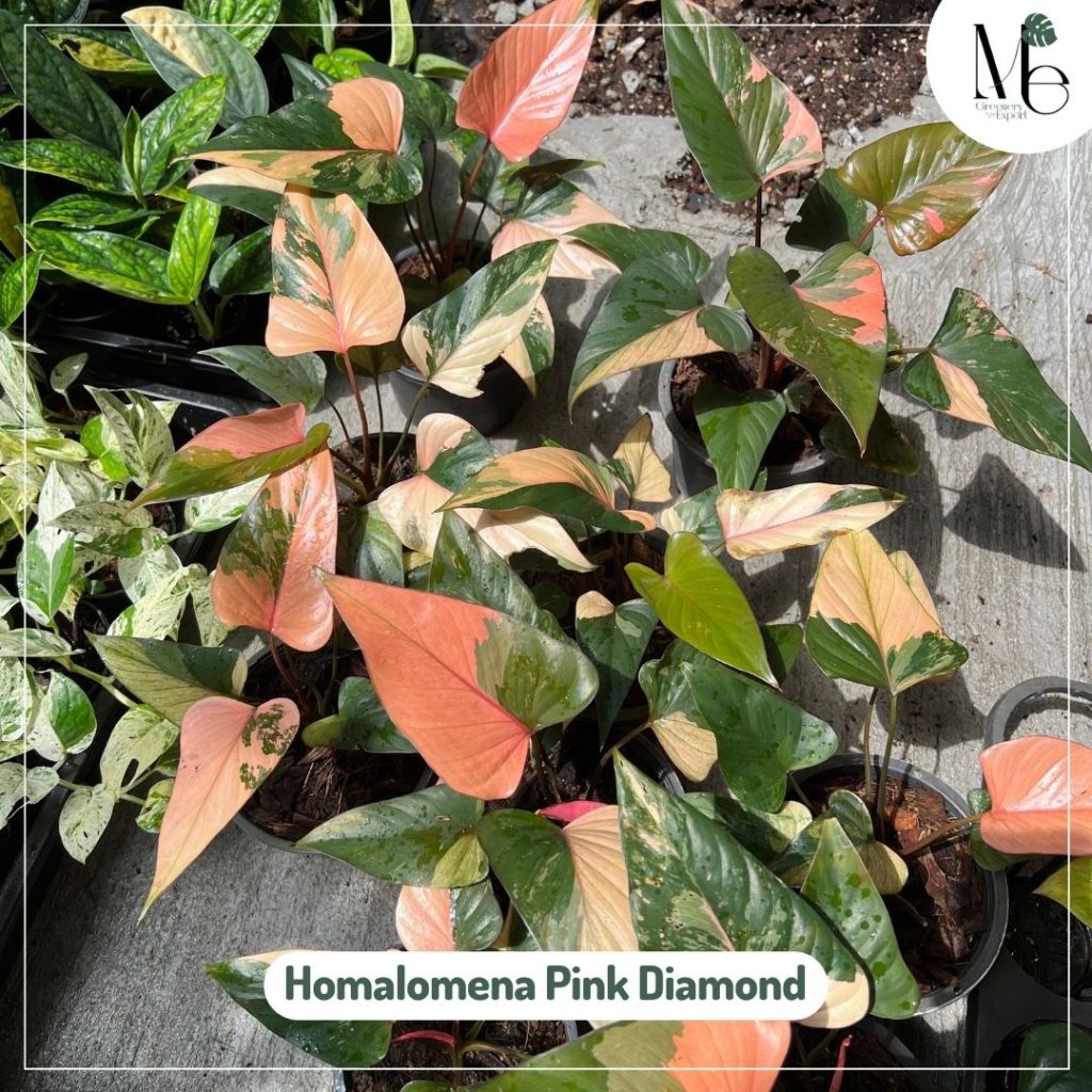 Homalomena Pink Diamond