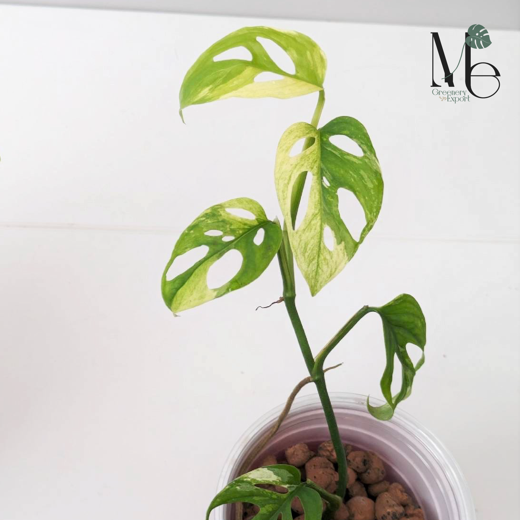 How “Monstera Laniata Albo” is Different from “Monstera Adansonii”?