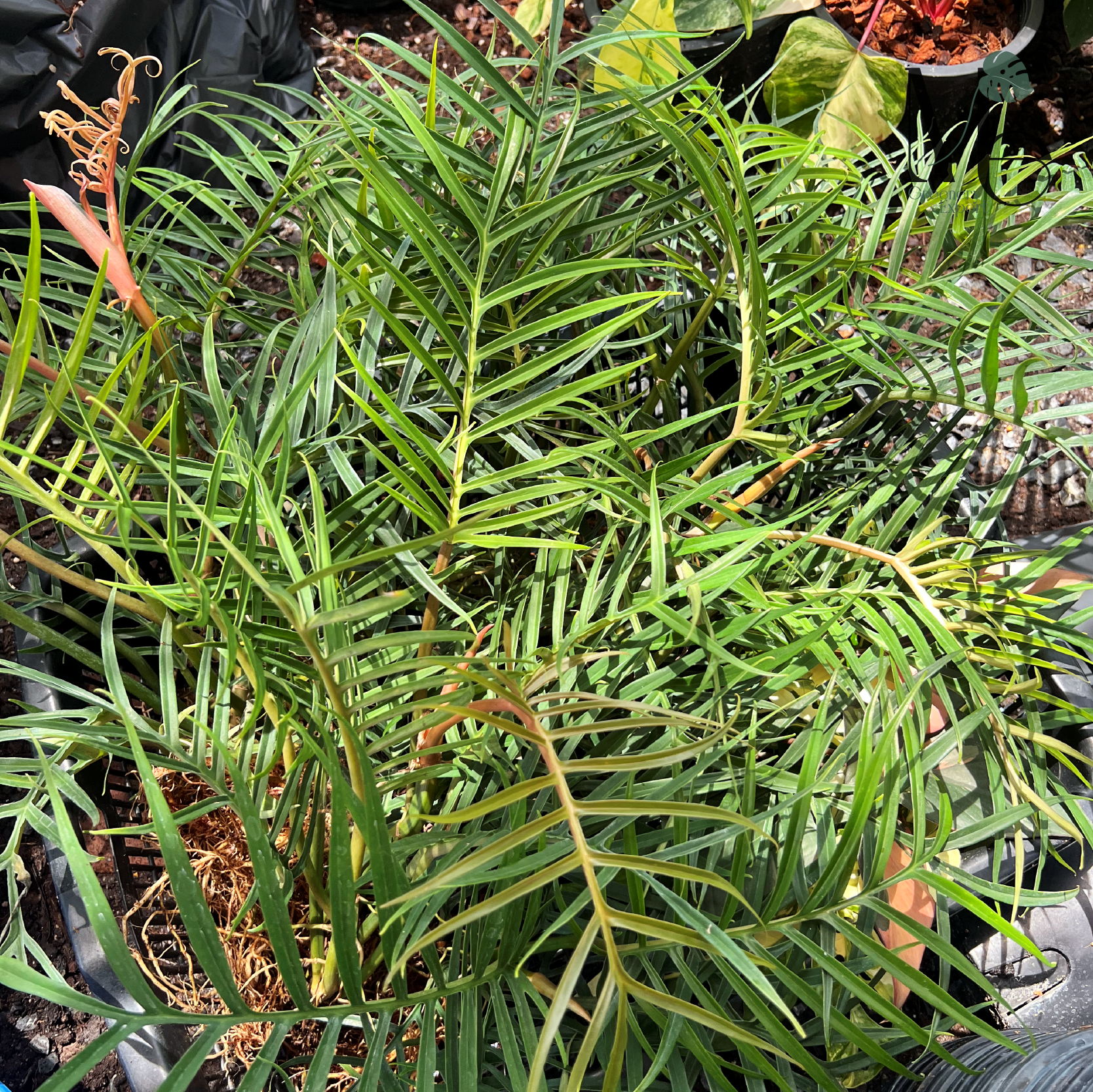 “Philodendron Tortum”, an Unique Philodendron among Philodendron Plants