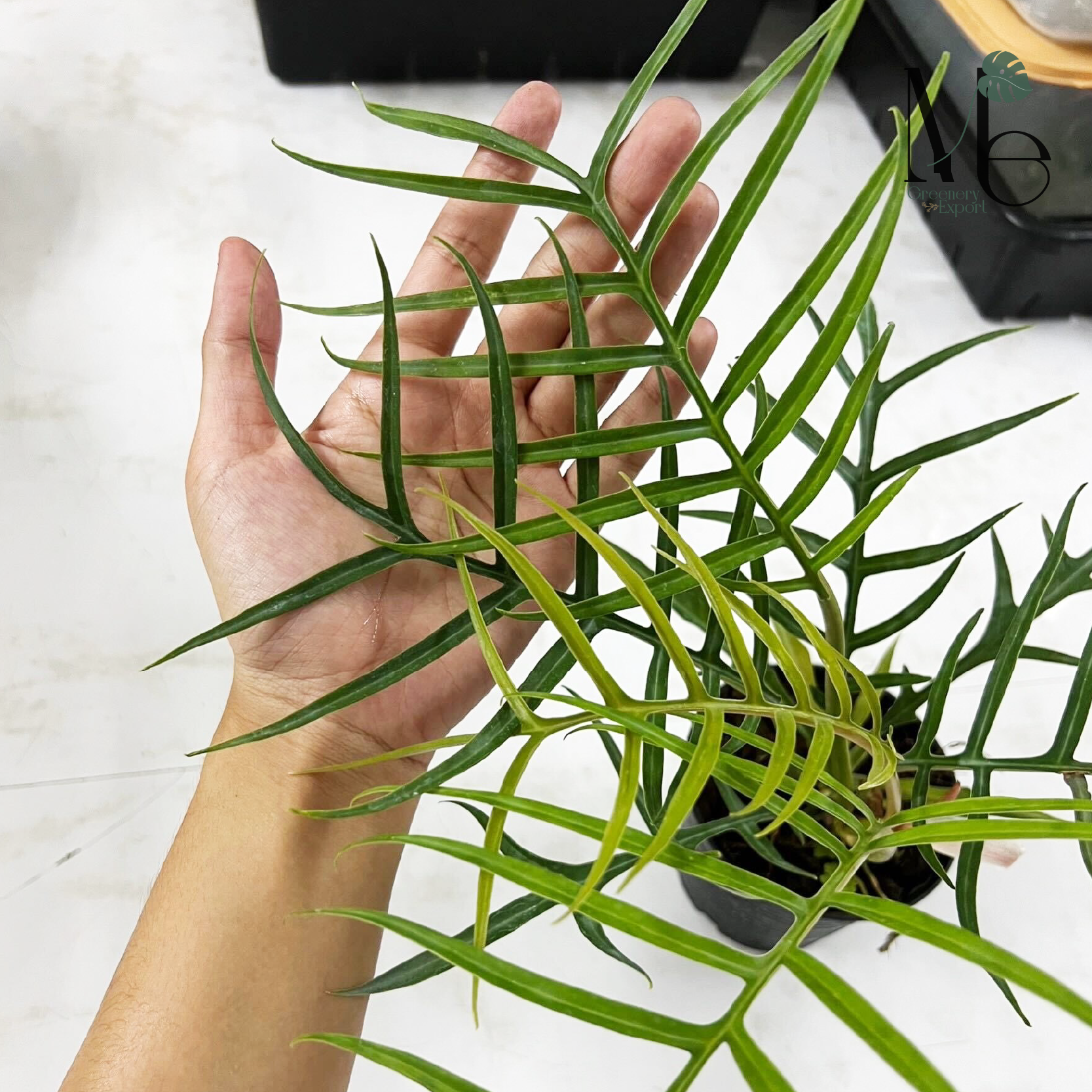 “Philodendron Tortum”, an Unique Philodendron among Philodendron Plants