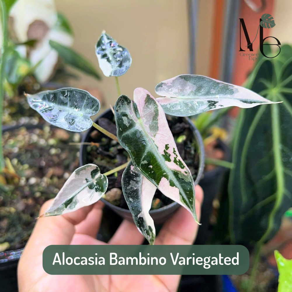3 Hot Plants That Will Be in Trend in 2024