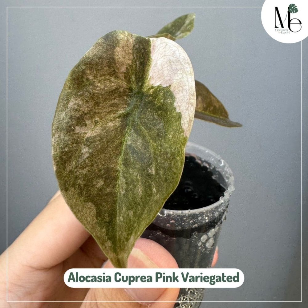 Alocasia Cuprea Pink Variegated