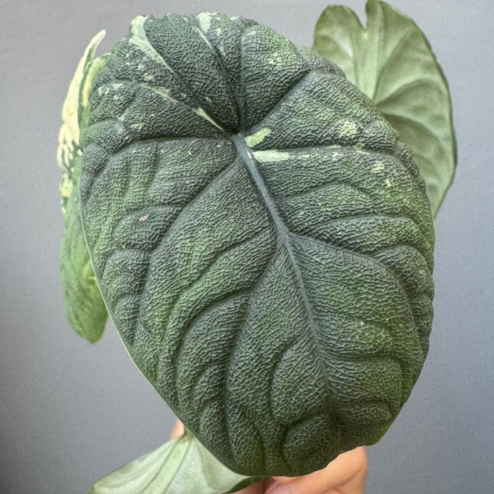 Alocasia Melo Albo