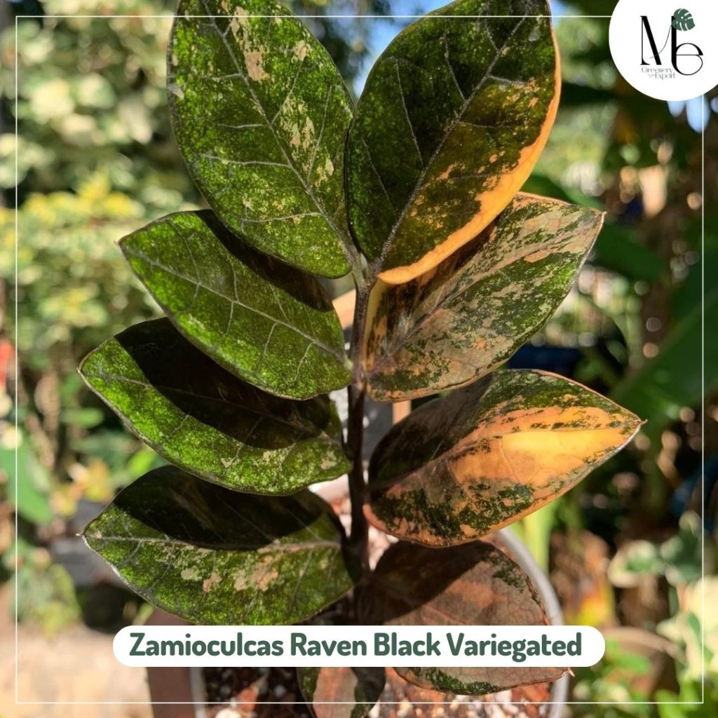 Zamioculcas Raven Black Variegated