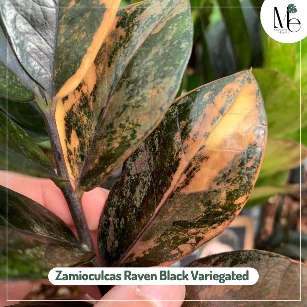 Zamioculcas Raven Black Variegated