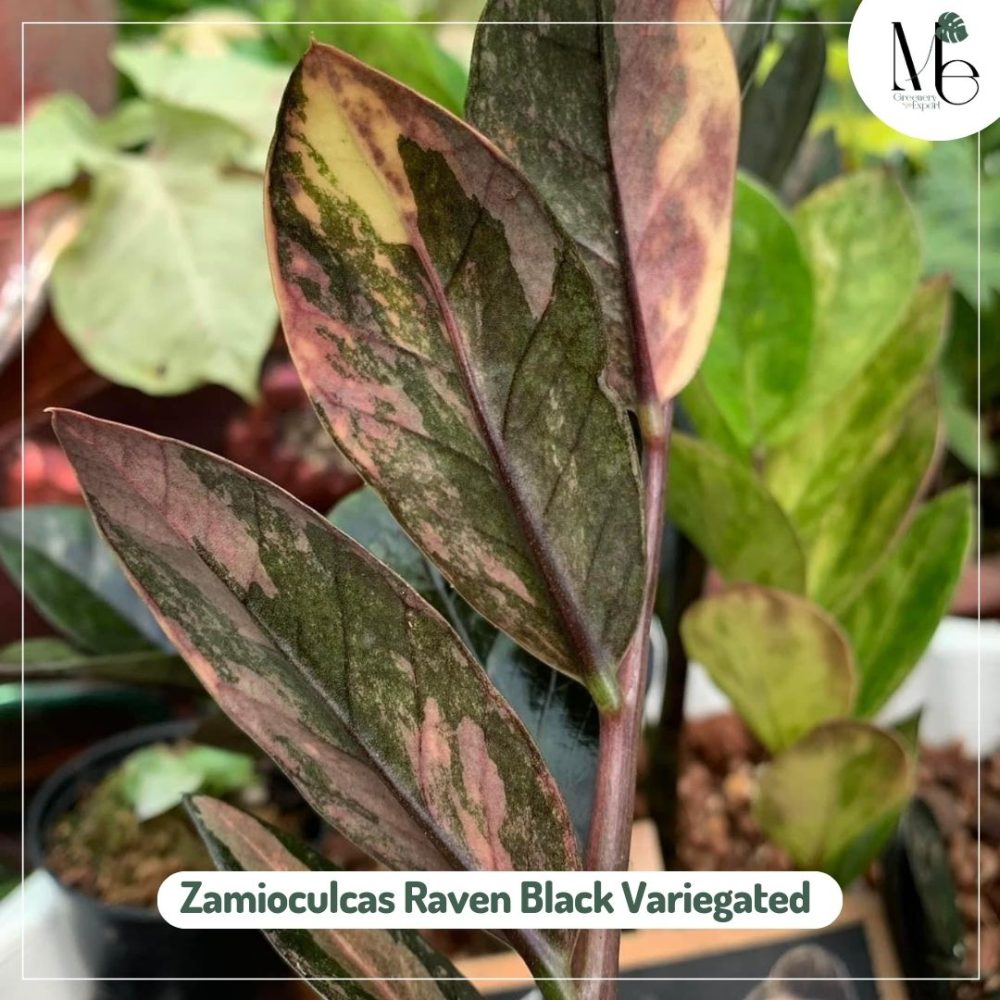 Zamioculcas Raven Black Variegated