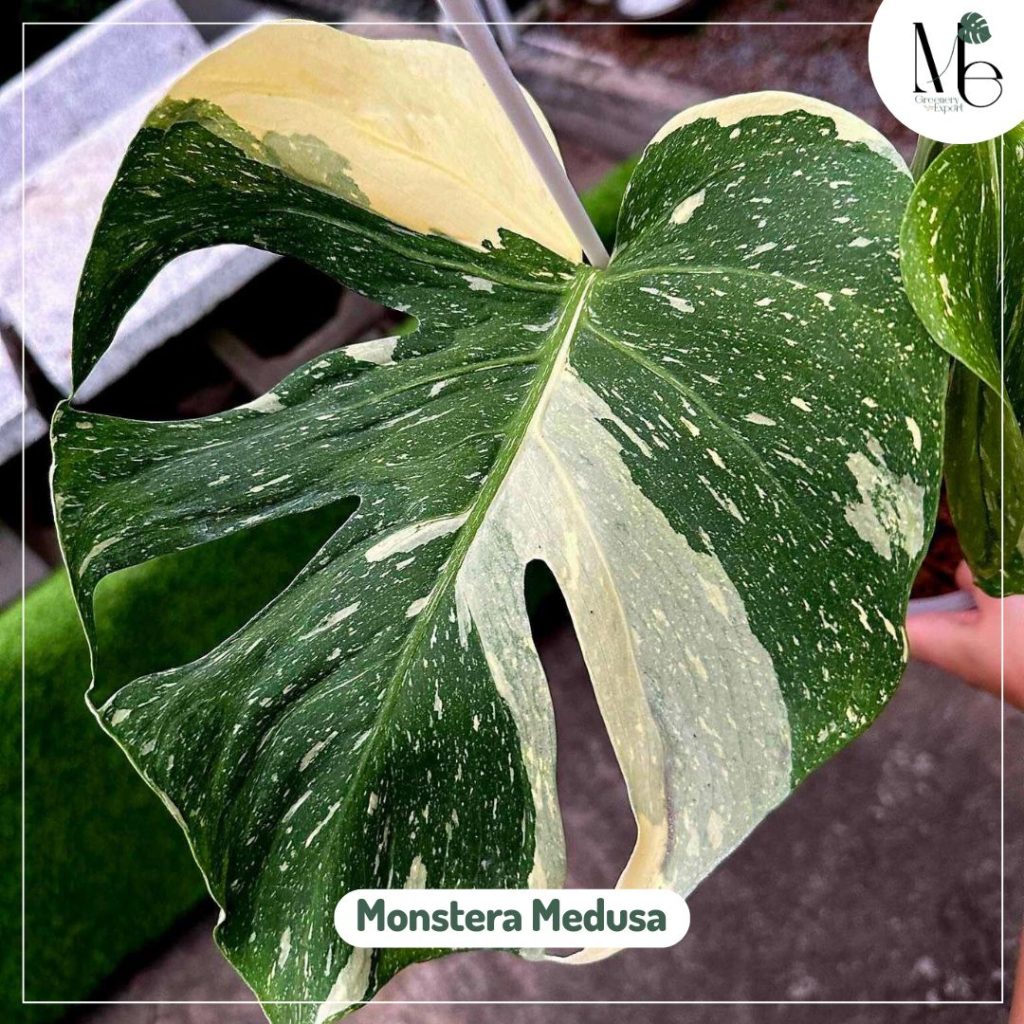 Monstera Medusa