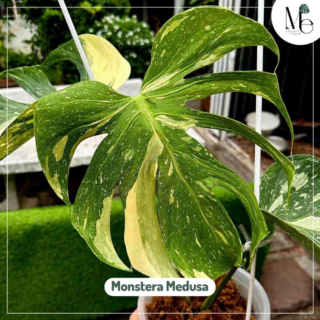 Monstera Medusa