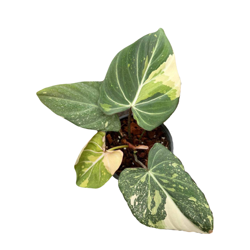Philodendron Gloriosum Tricolor