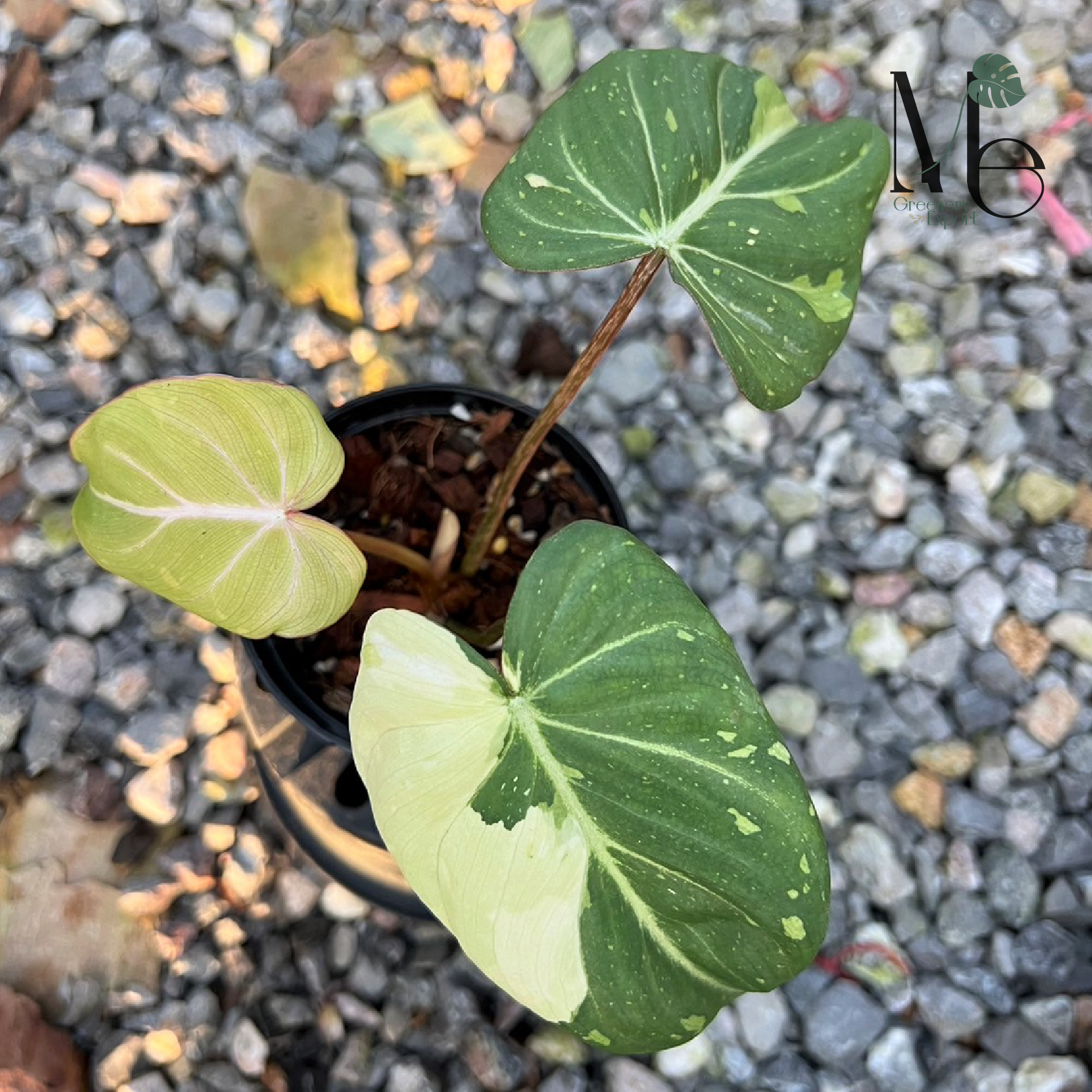 “Philodendron Gloriosum Variegated”, a Stylish Philodendron That is a ...