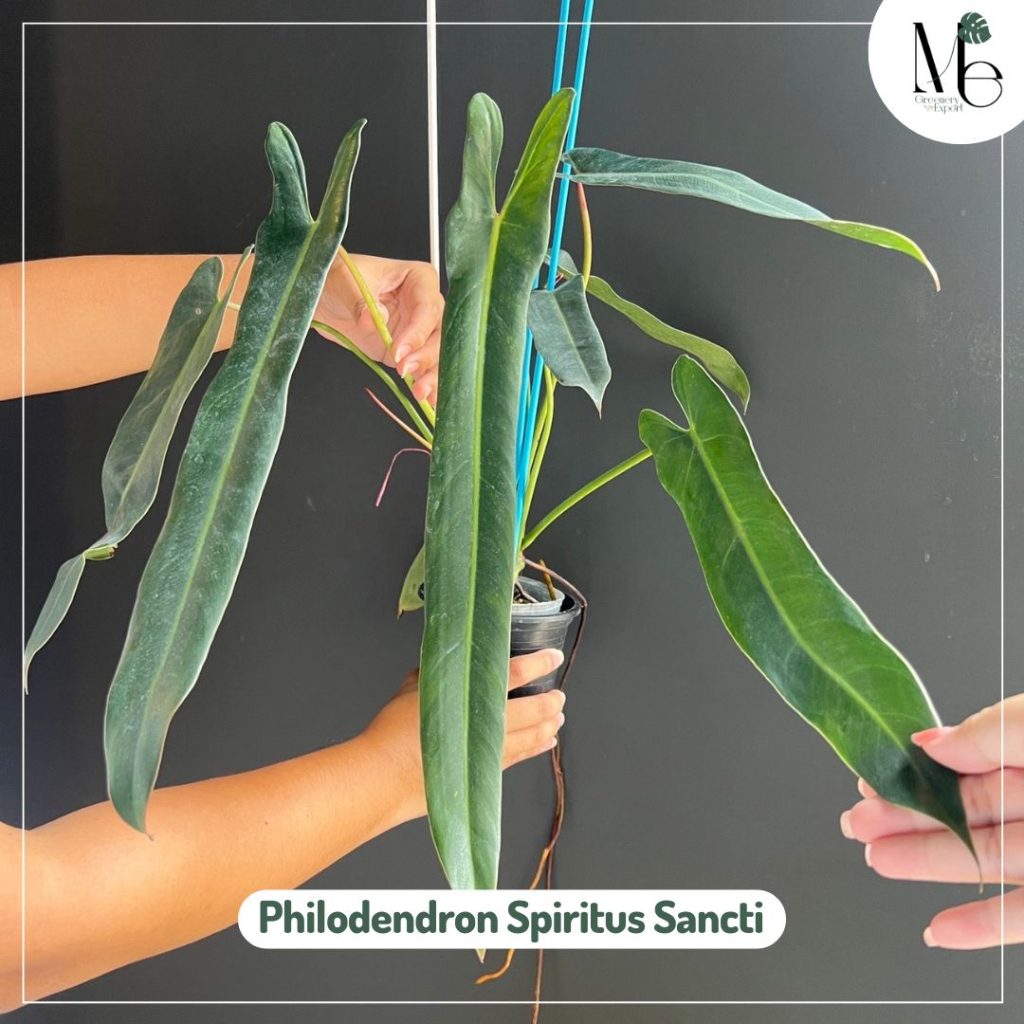 Philodendron Spiritus Sancti (medium to large)