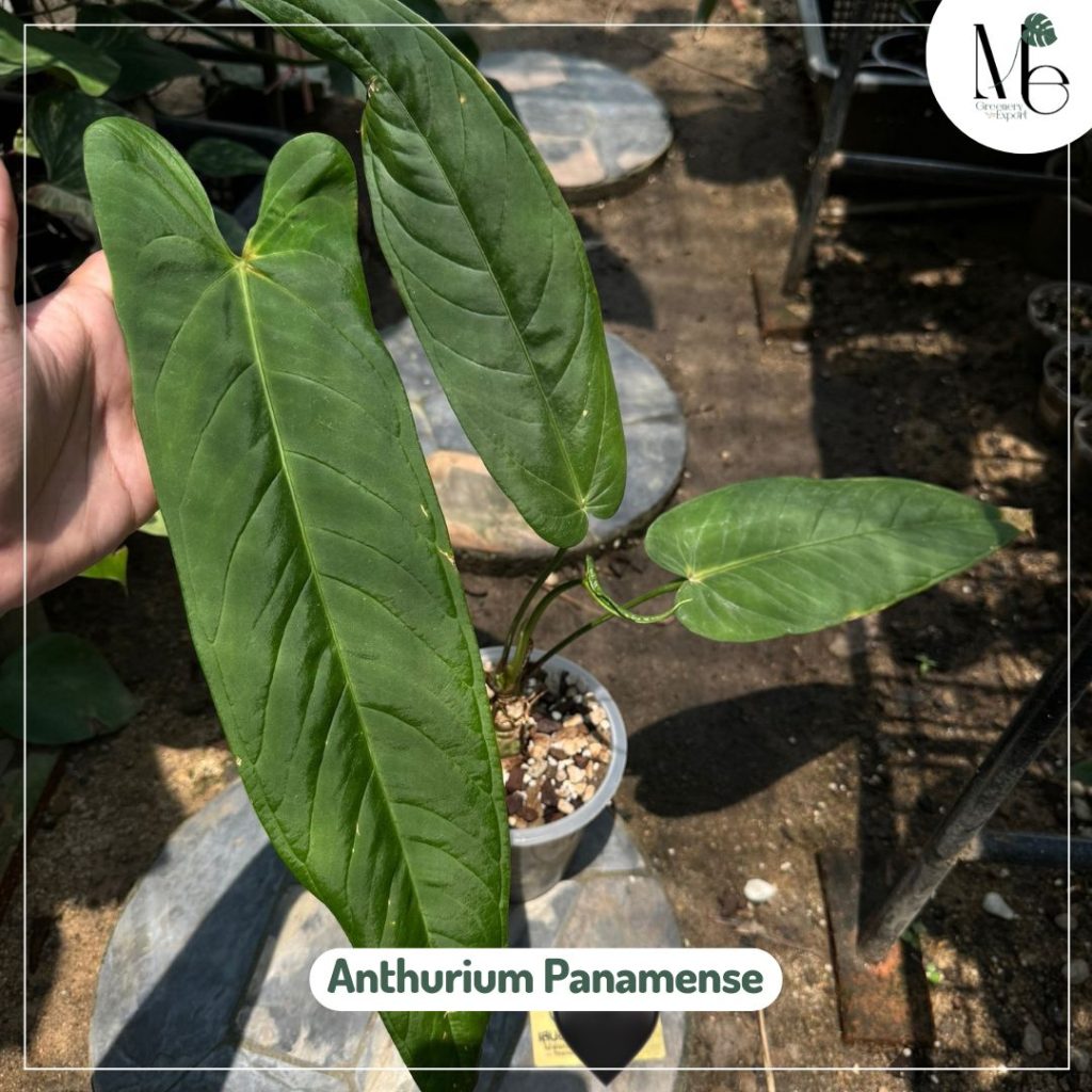 Anthurium Panamense