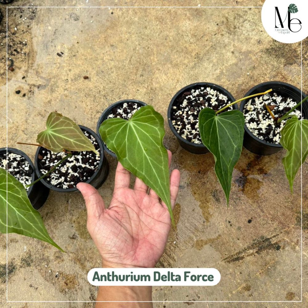 Anthurium Delta Force