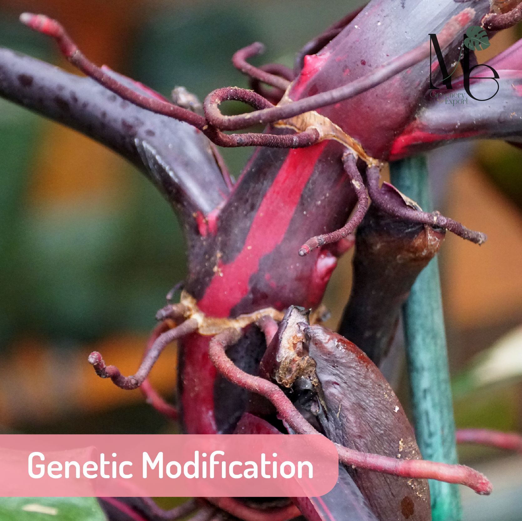 What Causes the Pink Variegated on Plants?
