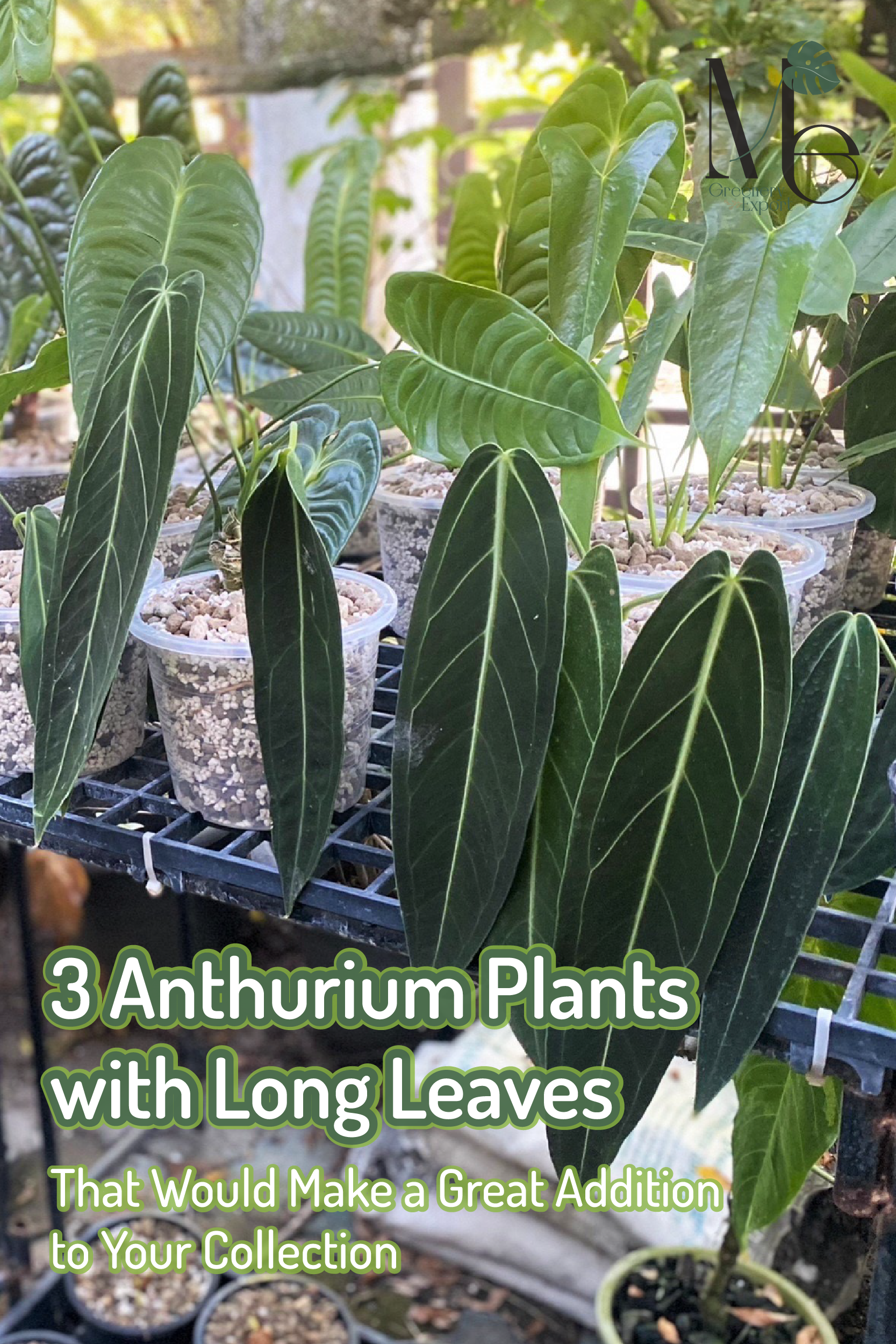 3 Anthurium Plants with Long Leaves That Would Make a Great Addition to ...
