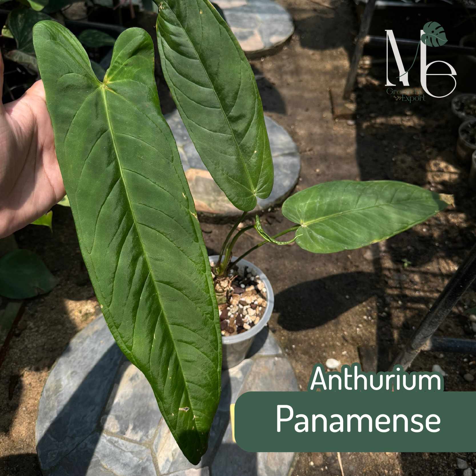 3 Anthurium Plants with Long Leaves That Would Make a Great Addition to ...