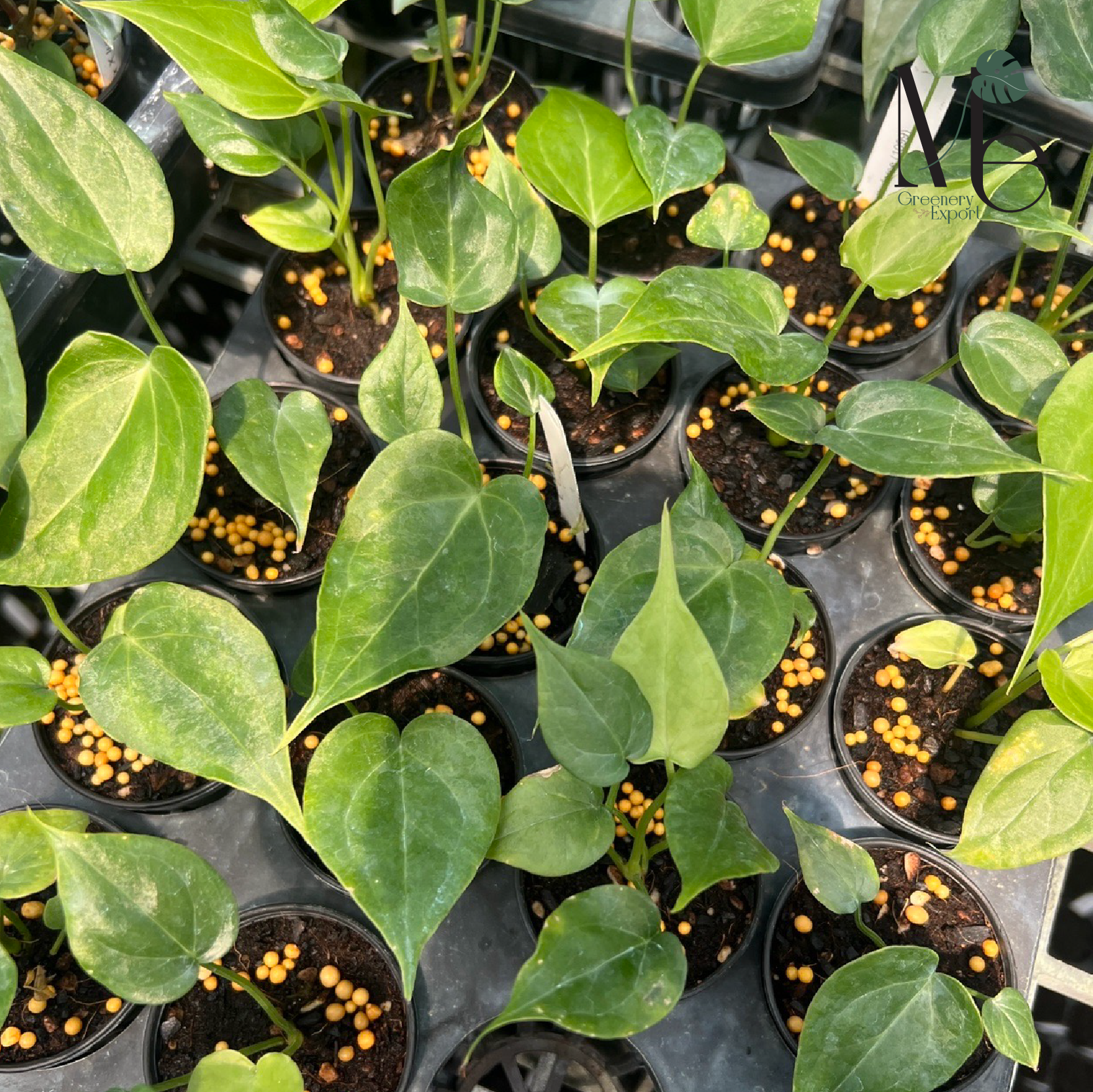 "Anthurium Delta Force" - A Hybrid Plant That Combines All Distinctive ...