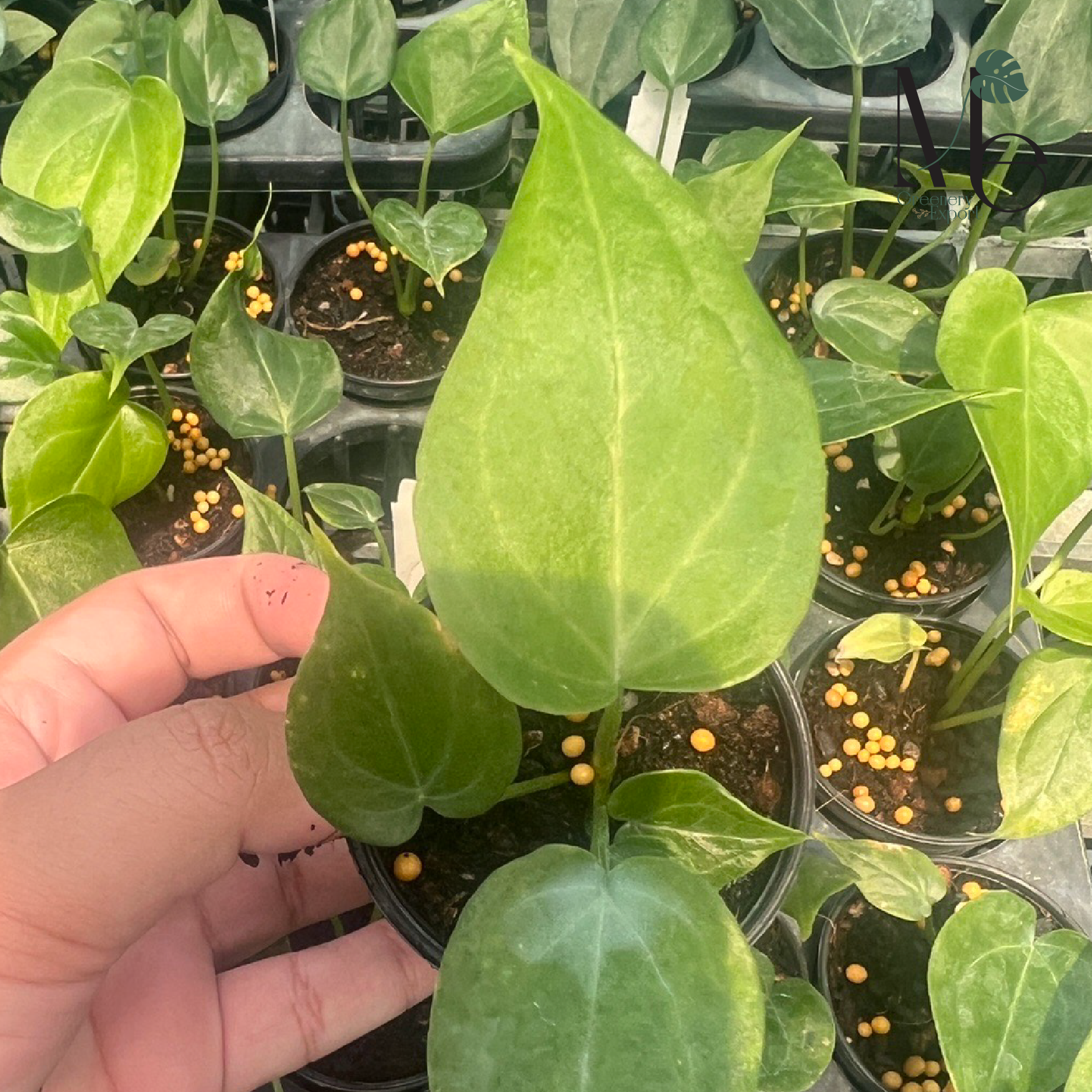 "Anthurium Delta Force" - A Hybrid Plant That Combines All Distinctive ...