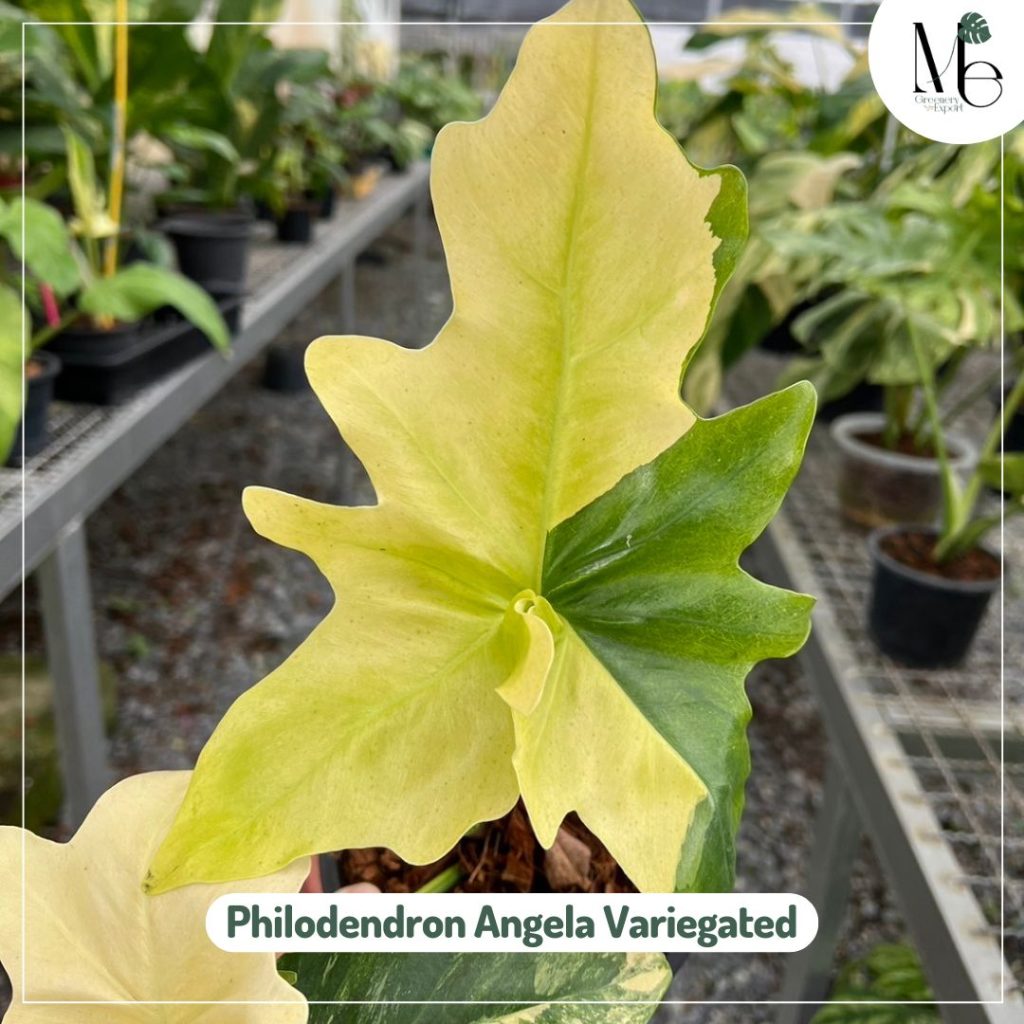 Philodendron Angela Variegated