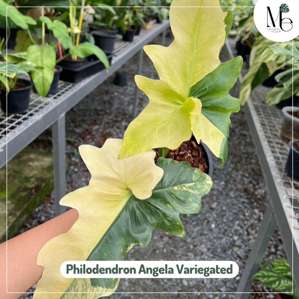 Philodendron Angela Variegated