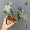 Alocasia Venom: A Remarkably Stunning Plant