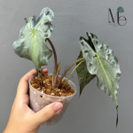 Alocasia Venom: A Remarkably Stunning Plant