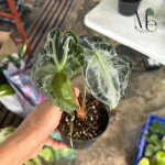 Alocasia Venom: A Remarkably Stunning Plant