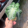 Alocasia Venom: A Remarkably Stunning Plant