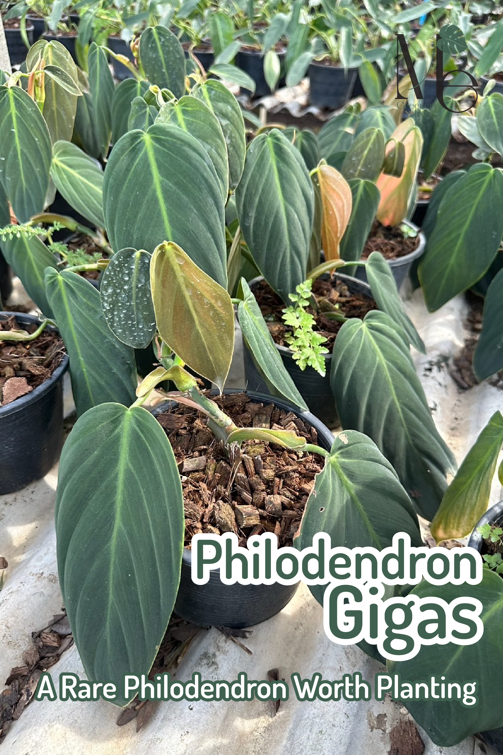 “Philodendron Gigas” - a Rare Philodendron Worth Planting!