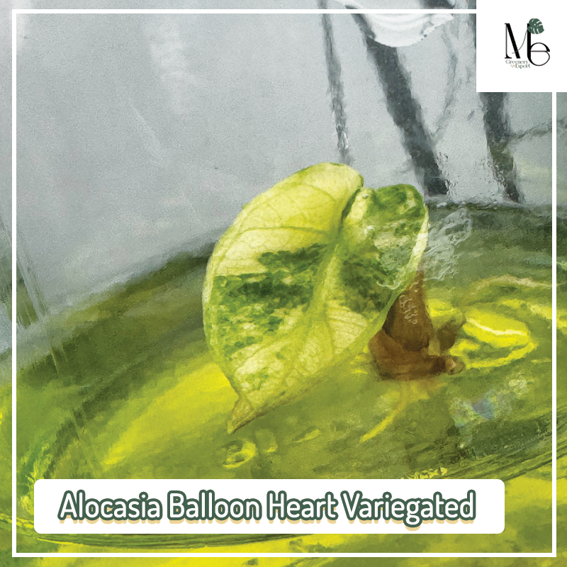 "Alocasia Balloon Heart Variegated", a Sought-after Variety with Heart ...