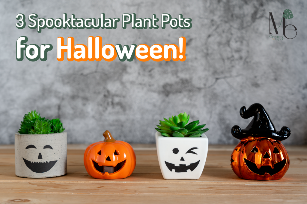 3 Spooktacular Plant Pots for Halloween!