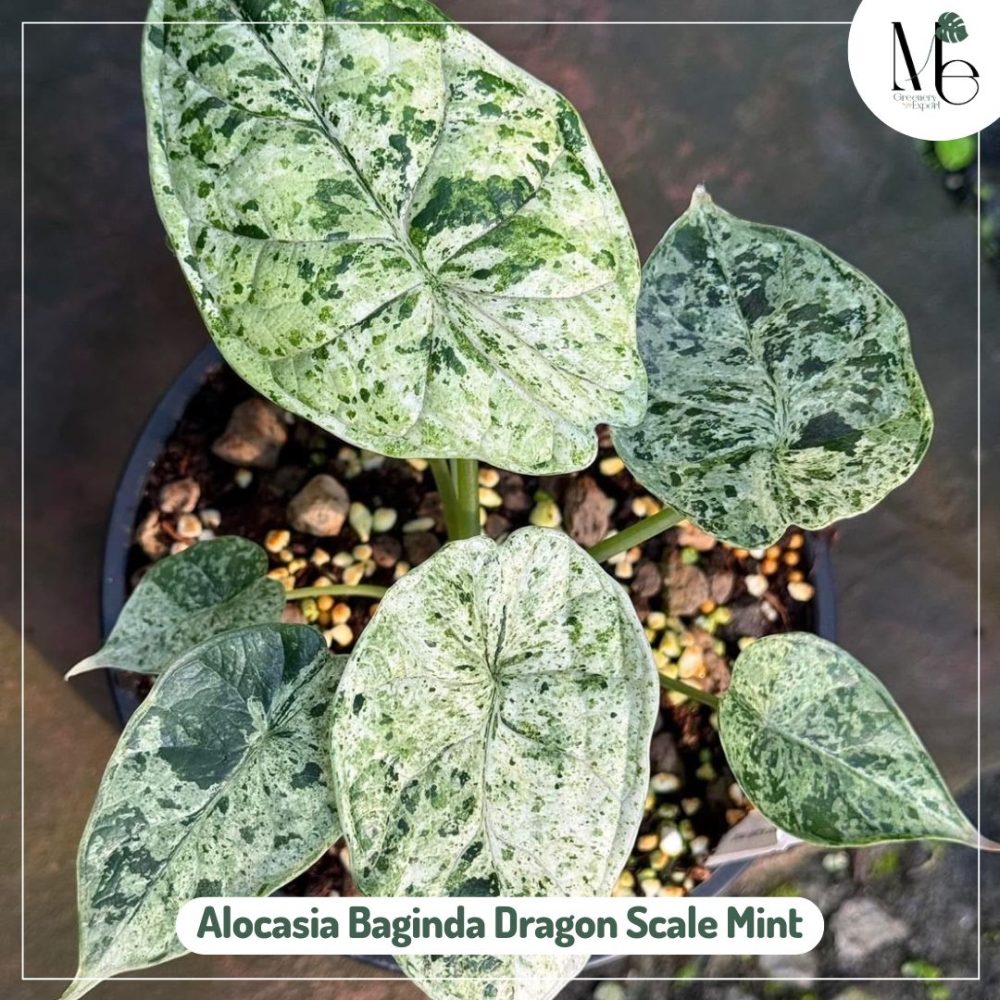 Alocasia Baginda Dragon Scale Mint