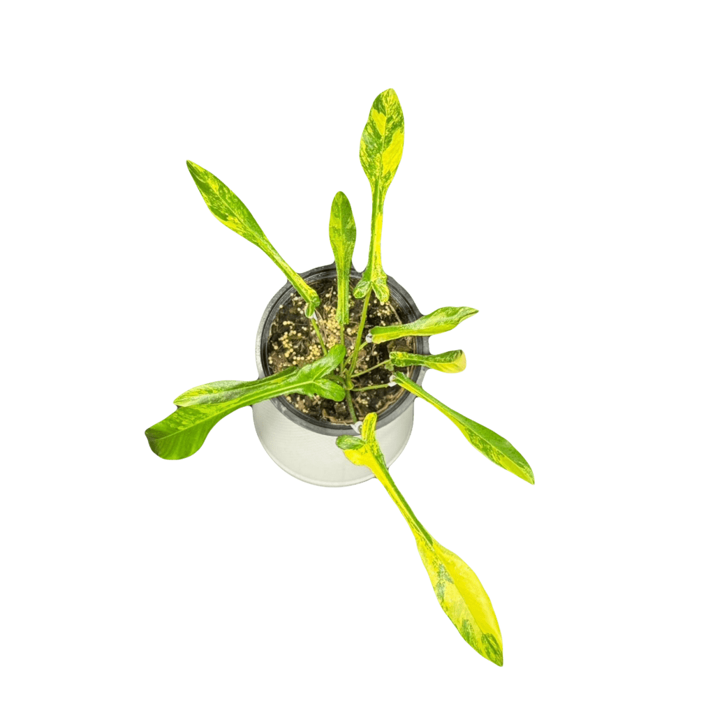 Philodendron Joepii Aurea