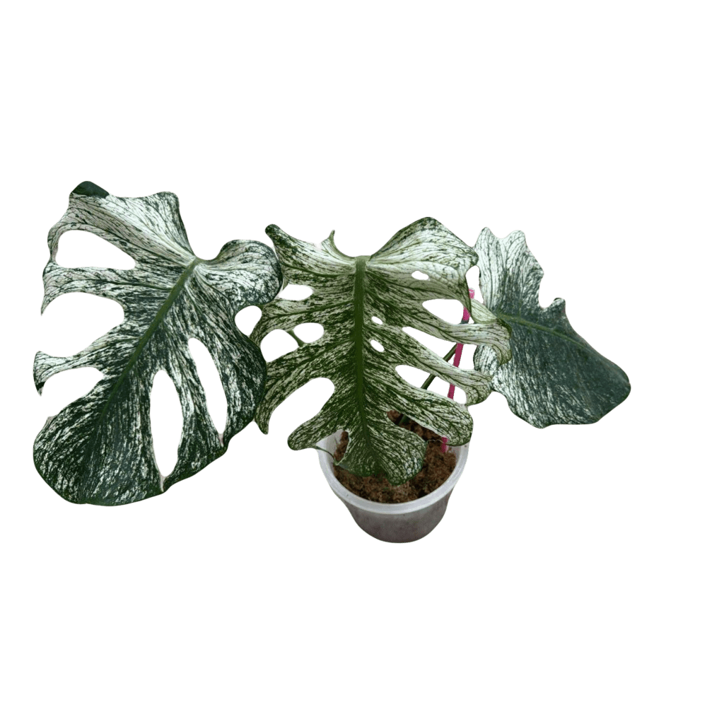Monstera Devil Monster