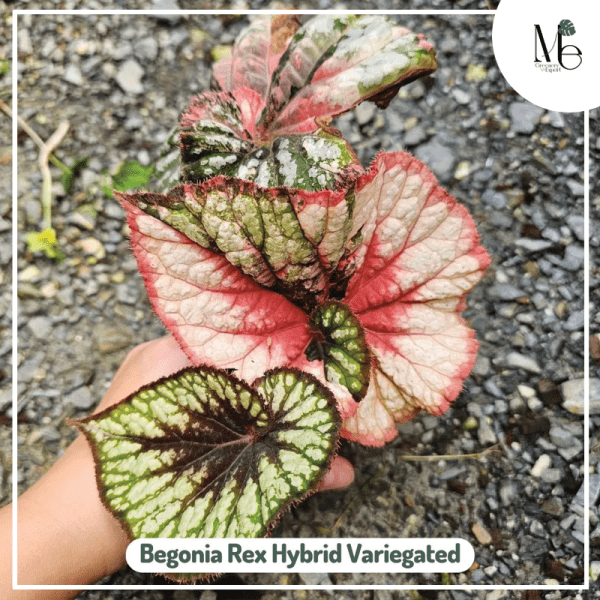 3 Begonias to Enrich Your Christmas Season with Color and Joy